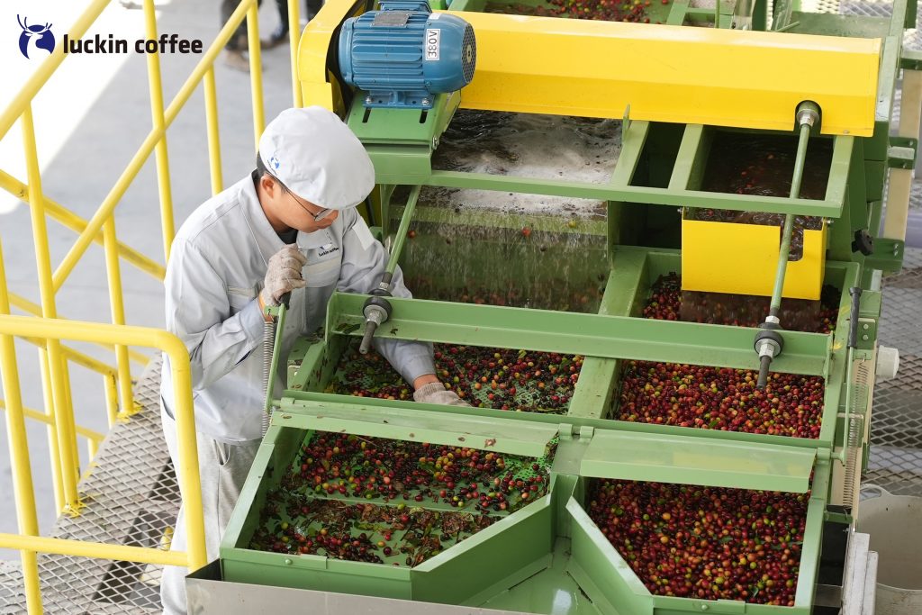 Luckin Coffee’s Green Coffee Bean Processing Plant starts trial ...